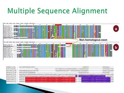 Sequence Alignmentblast Fasta Msa Ppt