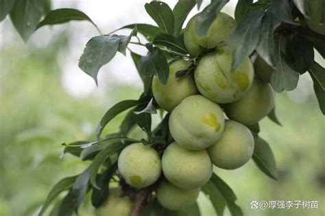 「厚强李子苗基地」什么时候嫁接李子树苗最好？ 知乎