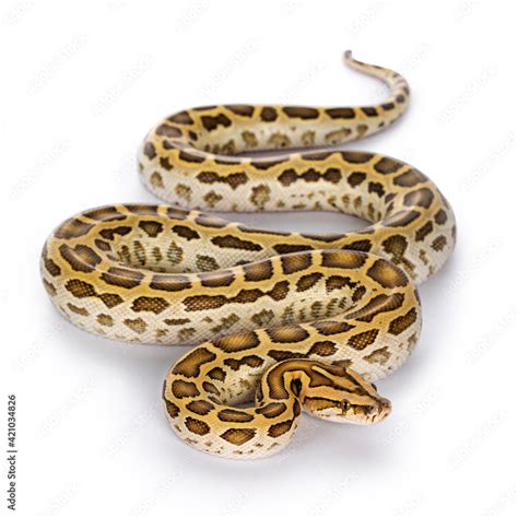 Top View Full Length Burmese Python Aka Python Bivittatus Snake Isolated On White Background