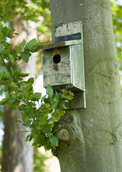 Bird Nesting Box Or Nest Box On Tree UK Stock Image Image Of Protection Birdbox
