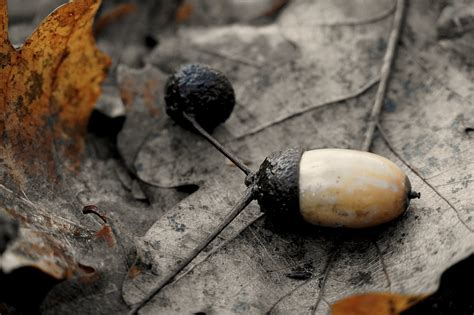 Biji Pohon Ek Klub Daun Daun Foto Gratis Di Pixabay Pixabay