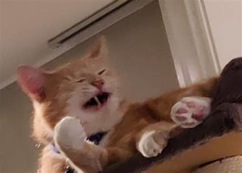 Attempting To Connect To Braincell Connection Failed R