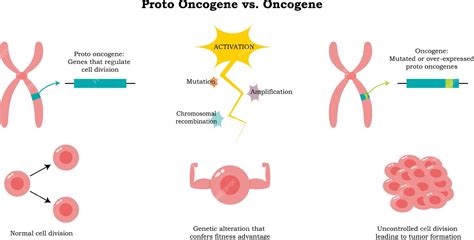 Premium Vector Proto Oncogenes Versus Oncogenes Vector Illustration