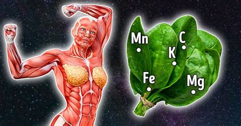 What Can Happen To Your Body If You Start Eating More Spinach