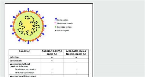 Simplified Scheme Of Sars Cov 2 Structure And Interpretation Of Download Scientific Diagram