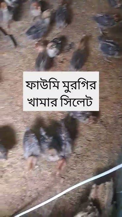 সিলেট মুরগির খামার ফাউমি মুরগির খামার সিলেট 01719833916 Rap Funny