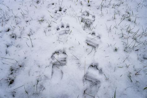 Premium Photo Traces Of An Unknown Person On Grass Covered By Snow