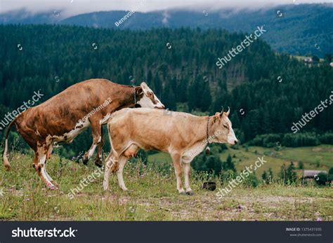 Two Funny Spotted Cows Playing Sex Stock Photo Shutterstock