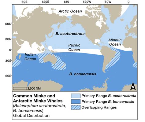Antarctic Minke Whale Facts