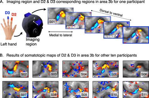 Somatotopic Mapping Of Area 3b Representing The Index Finger D2 And Download Scientific
