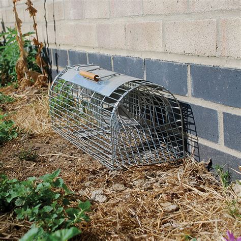 The Big Cheese Ultra Power Multi Catch Rat Trap Wilko