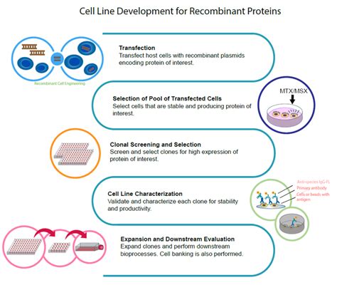 Cell Line Development 실험과정 재조합 단백질 Molecular Devices