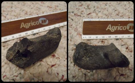 Unknown Fossil Member Collections The Fossil Forum