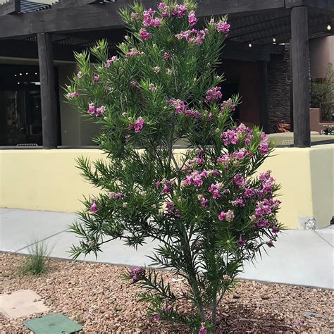 Desert Willow Tree