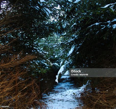 겨울에 는 수엽 숲을 통과하는 길 사이에 눈이 내리는 나무 사이의 통로 자연의 겨울 차선 0명에 대한 스톡 사진 및 기타 이미지 Istock