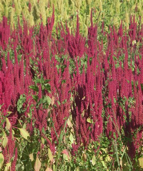 The Good Simple Life Amaranth 9454 Hot Sex Picture