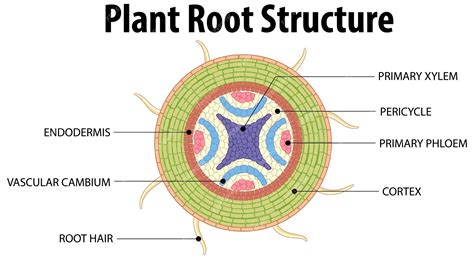 Endodermis Plant