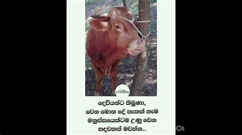 අනේ මේ වගේ අහිංසක සත්තු මරන්න එපා Youtube