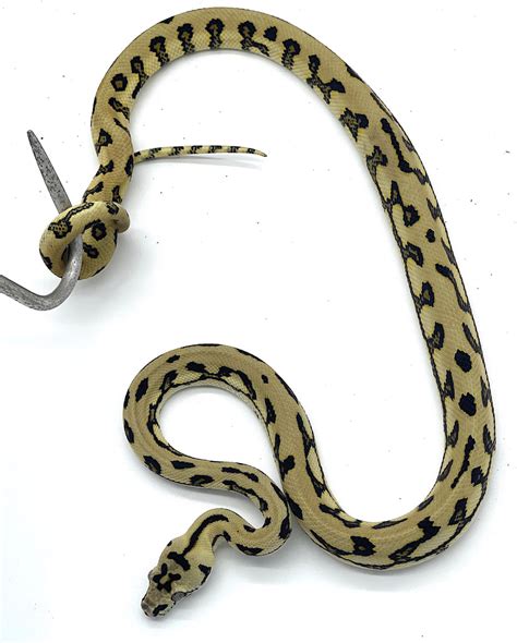 Tiger Jaguar Carpet Python Reptile Pets Direct Tiger Jaguar Carpet Python Reptile Pets Direct
