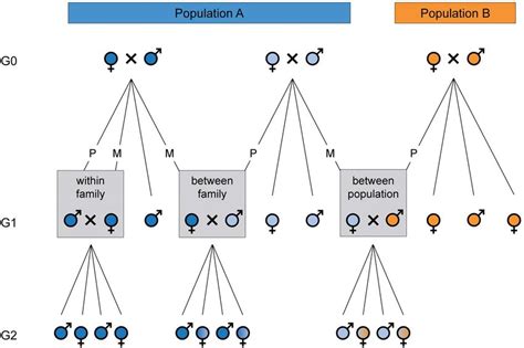 Cross Design At Generation G 1 Three Types Of Cross Were Realized Download Scientific