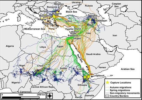 Egyptian Vulture Neophron Percnopterus Conservation Programme In Iraq