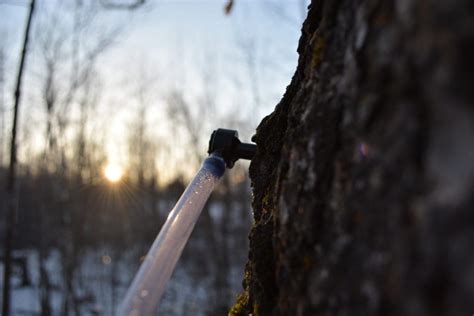 Maple Syrup Farm Girl Fresh