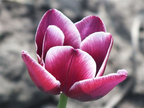Fotos Gratis Flor Púrpura Pétalo Tulipán De Cerca Rosado Flora
