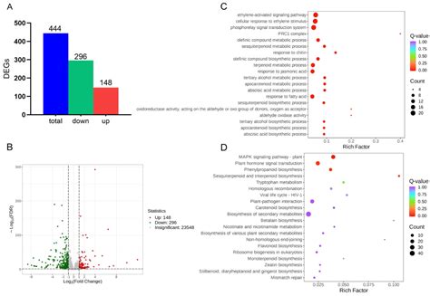 Ijms Free Full Text Zmnac17 Regulates Mesocotyl Elongation By Mediating Auxin And Ros