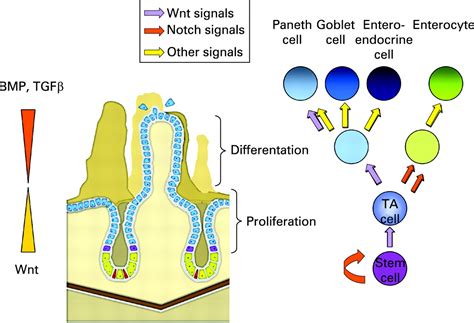 Colon Cancer Stem Cells Gut