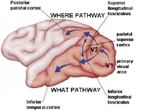 Cortex Visual Primario V1 Desordem Visual As Distrações Afetam O