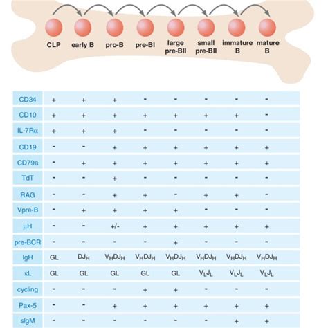Transcription Factors Involved In Pdc Development The Ets Download Scientific Diagram