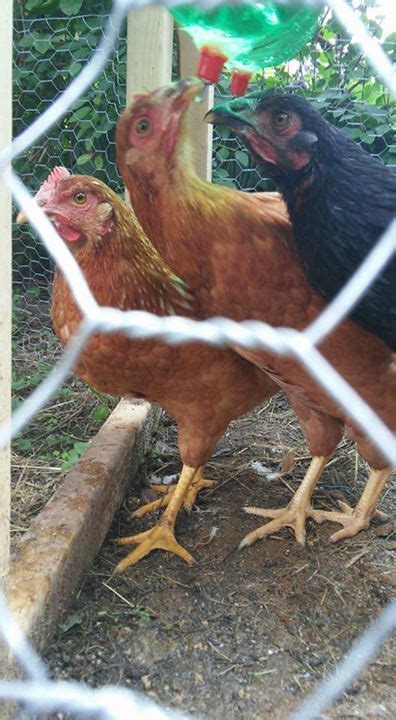 Black Australorp Or Black Sex Link Backyard Chickens Learn How To