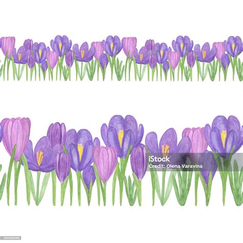 바이올렛 크로커스 꽃 수평 테두리 반복 패턴 손으로 그린 간단한 봄 이미지 0명에 대한 스톡 벡터 아트 및 기타 이미지 0명 3월 계절 Istock