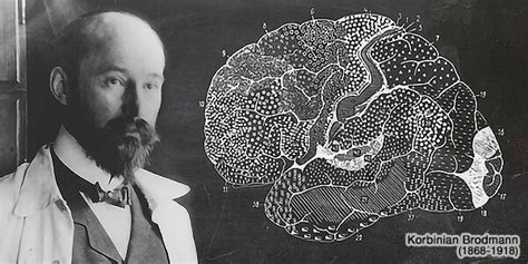 Télencéphale Aiires De Brodmann