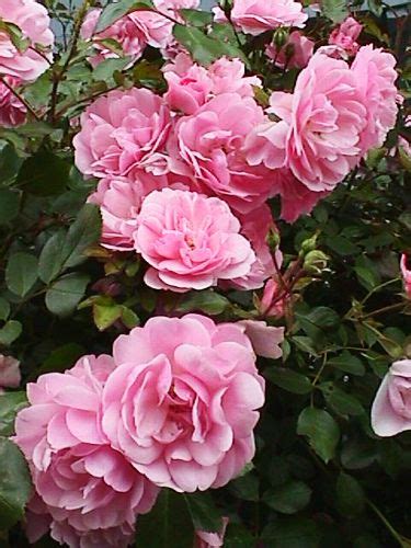 Blumen Htmlopen Tutorial Artikeln Programmierung Javascript Cgi Perl Php