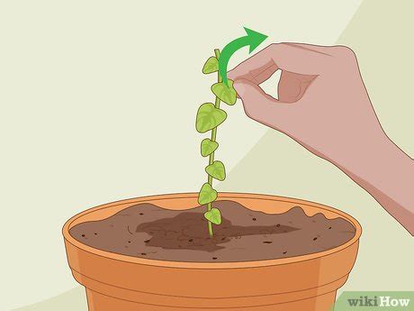 How To Grow Snapdragons Steps With Pictures WikiHow