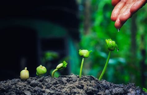 농업 성장하는 식물 식물 묘목 비옥한 토양에 발아 순서로 성장하는 손 양육및 급수 어린 아기 식물 저축 및 투자 개념 지속 가능한 자원에 대한 스톡 사진 및 기타 이미지