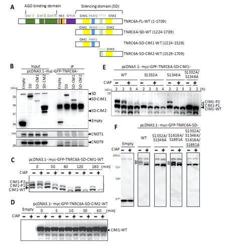 Interaction Between The Tnrc6a Silencing Domain Sd And Cnot1 Cnot9 Download Scientific