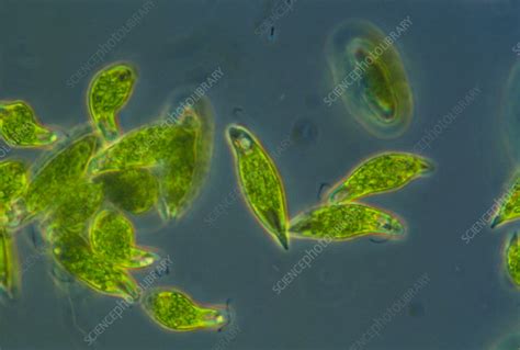 Euglena Cloudlab Quantifying Euglena Response To Light