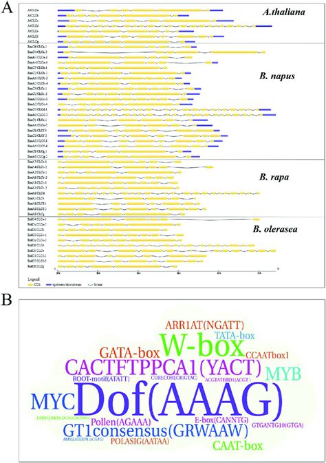 Gene Structures And Identification Of The Putative Cis Acting