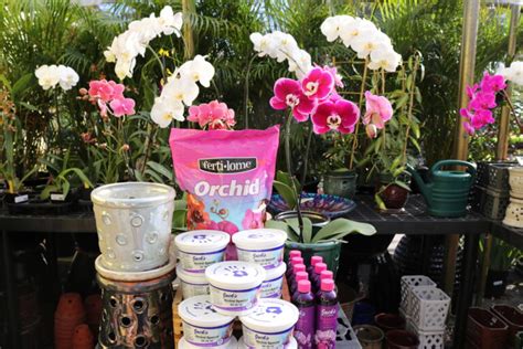 Orchid Care 101 Pinders Nursery Keep Orchid Care Easy Blog
