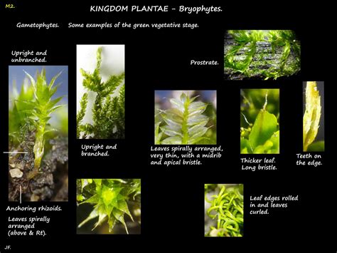 Bryophyte Examples