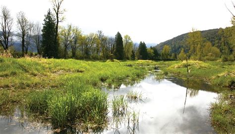 Oregon Spotted Frog Facts And Pictures