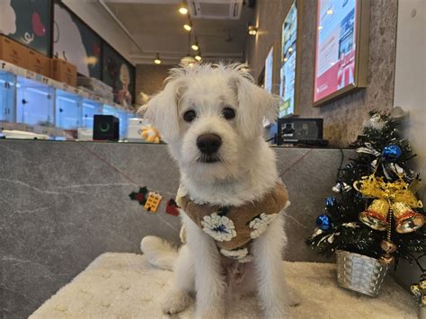 화이트테리어 믹스 감자 샴입양 셀커크렉스입양 스코티쉬폴드입양 스핑크스입양 아메리칸숏헤어입양 아비시니안입양 터키시앙고라입양 페르시안입양 애완견입양 반려견입양 털빠짐없는소형견