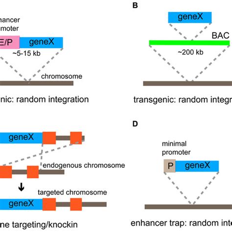 Cortical Gabaergic Interneuron Subtypes Broad Subtypes Of Cortical Download Scientific Diagram