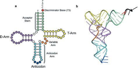 Trna Structure A Trnas Are Represented As Cloverleaf Structures In Download Scientific
