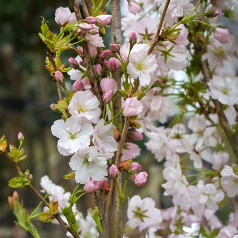 Flowering Cherry Blossom Trees Prunus Ornamental Trees
