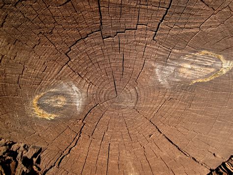 图片素材 木 落后 质地 地板 壁 线 泥 圈 亚利桑那 地质学 对称 古代历史 2400x1800 237169 素材中国 高清壁纸 Pxhere摄影图库