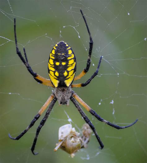 Corn Spider Photograph By Brian Stevens Fine Art America