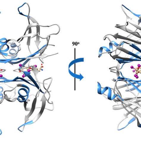 Three Dimensional Structure Representation Of The Native Ttr